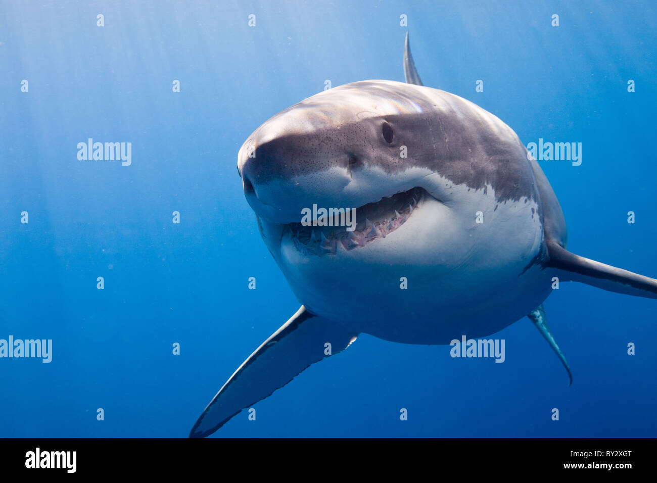 Great white shark hi-res stock photography and images - Alamy