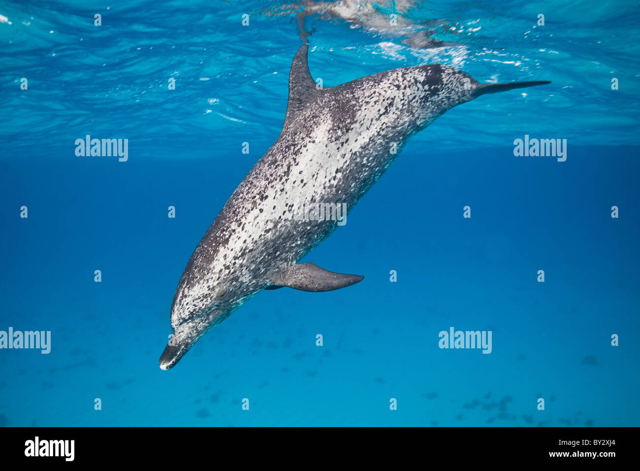 Atlantic Spotted Dolphin Jumping