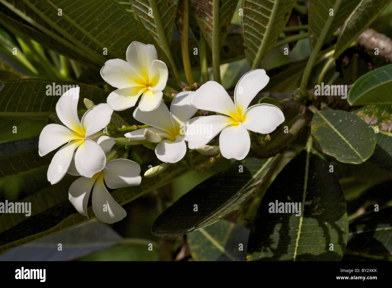 Colourful Plumeria flowers growing in the King Rama 2 Memorial Park in ...