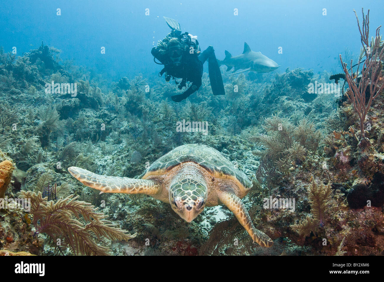 Loggerhead Turtle with Sharks and Diver Stock Photo - Alamy