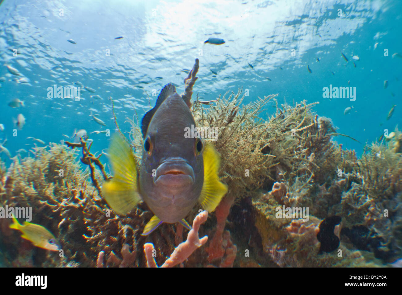 Fish face hi-res stock photography and images - Alamy