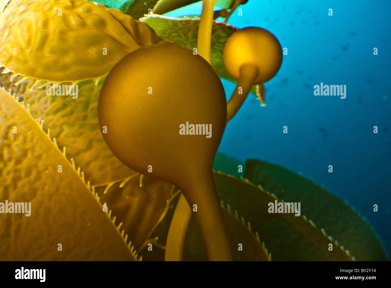 Kelp underwater close up hi-res stock photography and images - Alamy