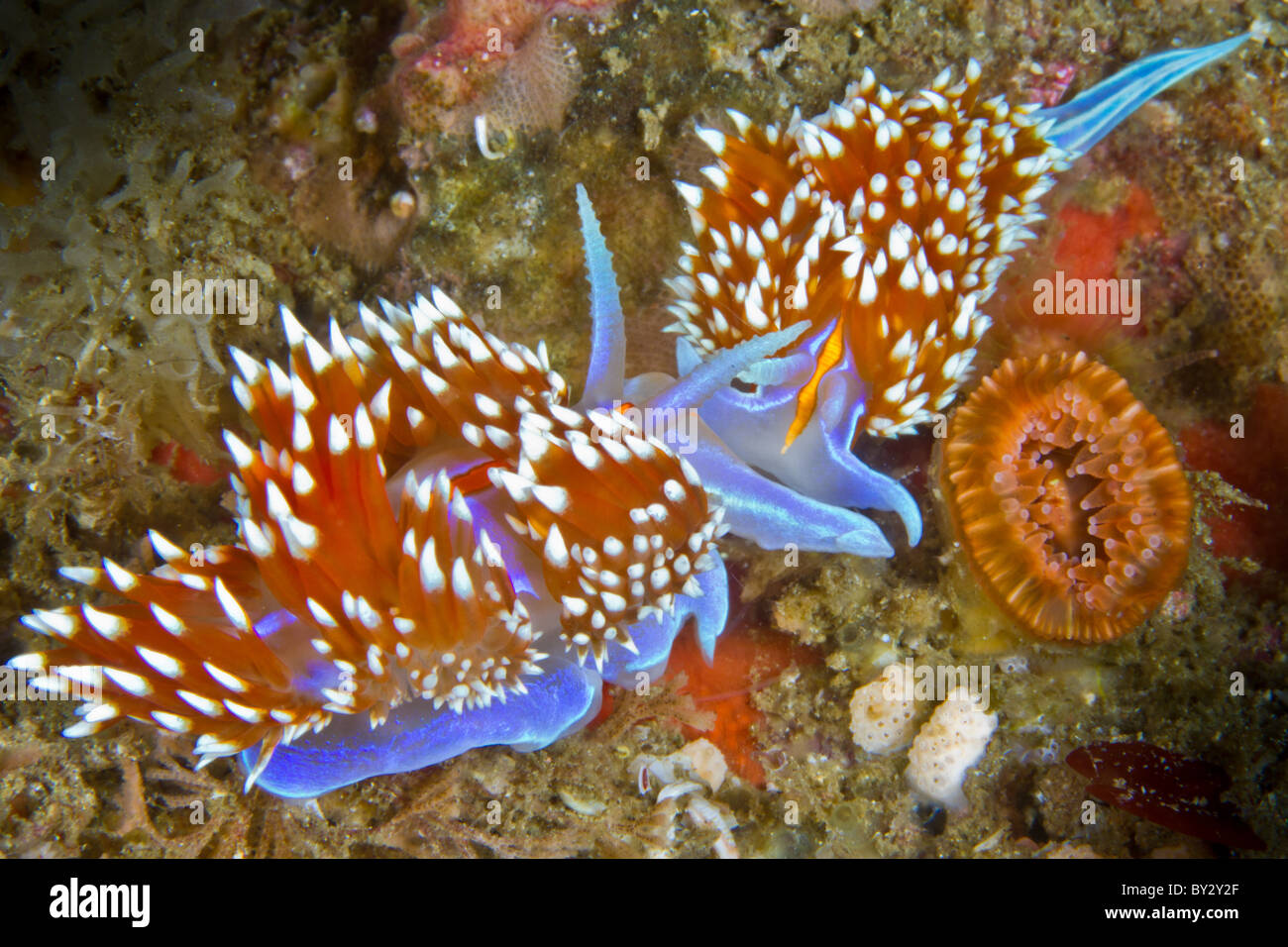 California sea slug hi-res stock photography and images - Alamy