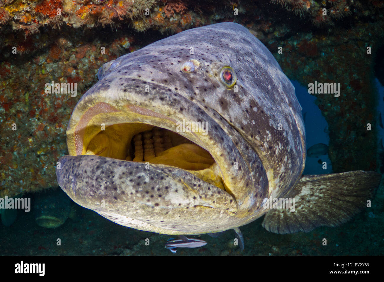 River Monsters Goliath Grouper