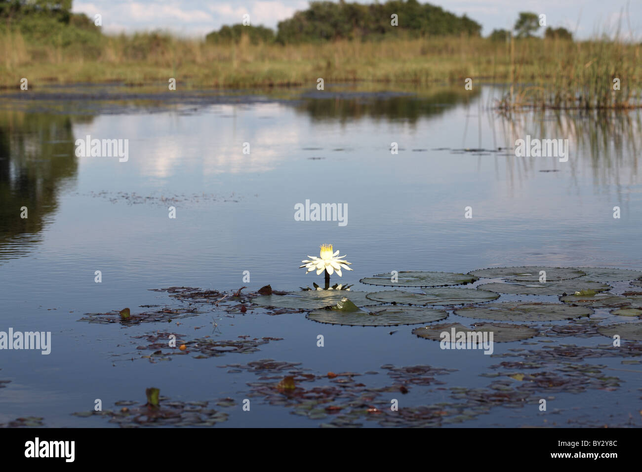 Night lily hi-res stock photography and images - Alamy