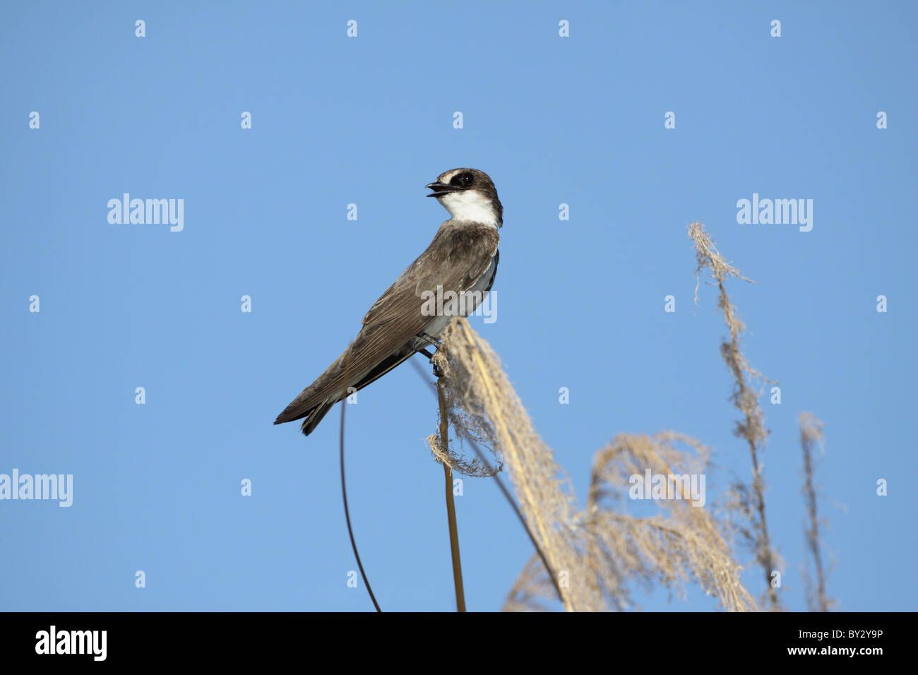 Martin camp hi-res stock photography and images - Alamy