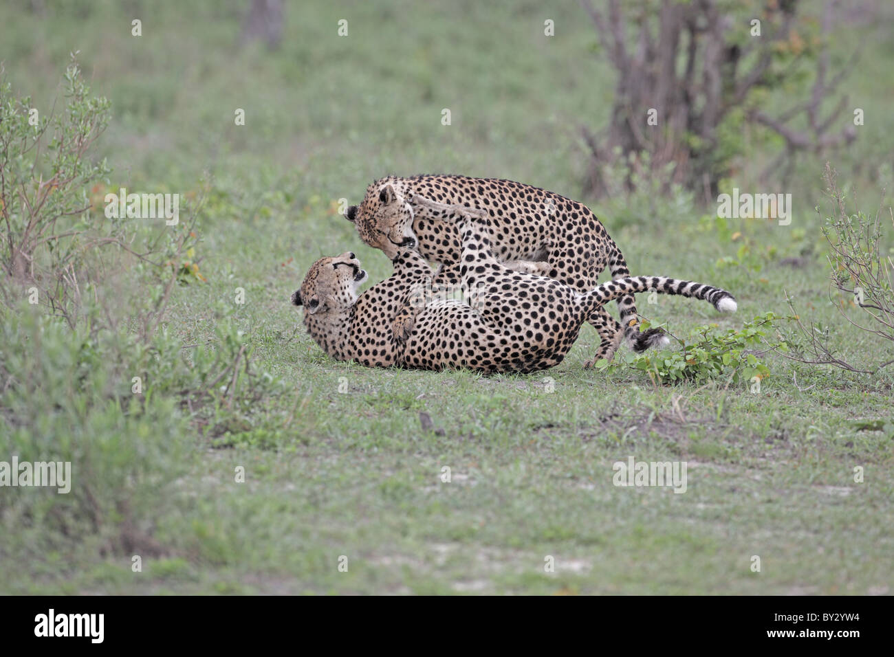 Cheetah fighting hi-res stock photography and images - Alamy