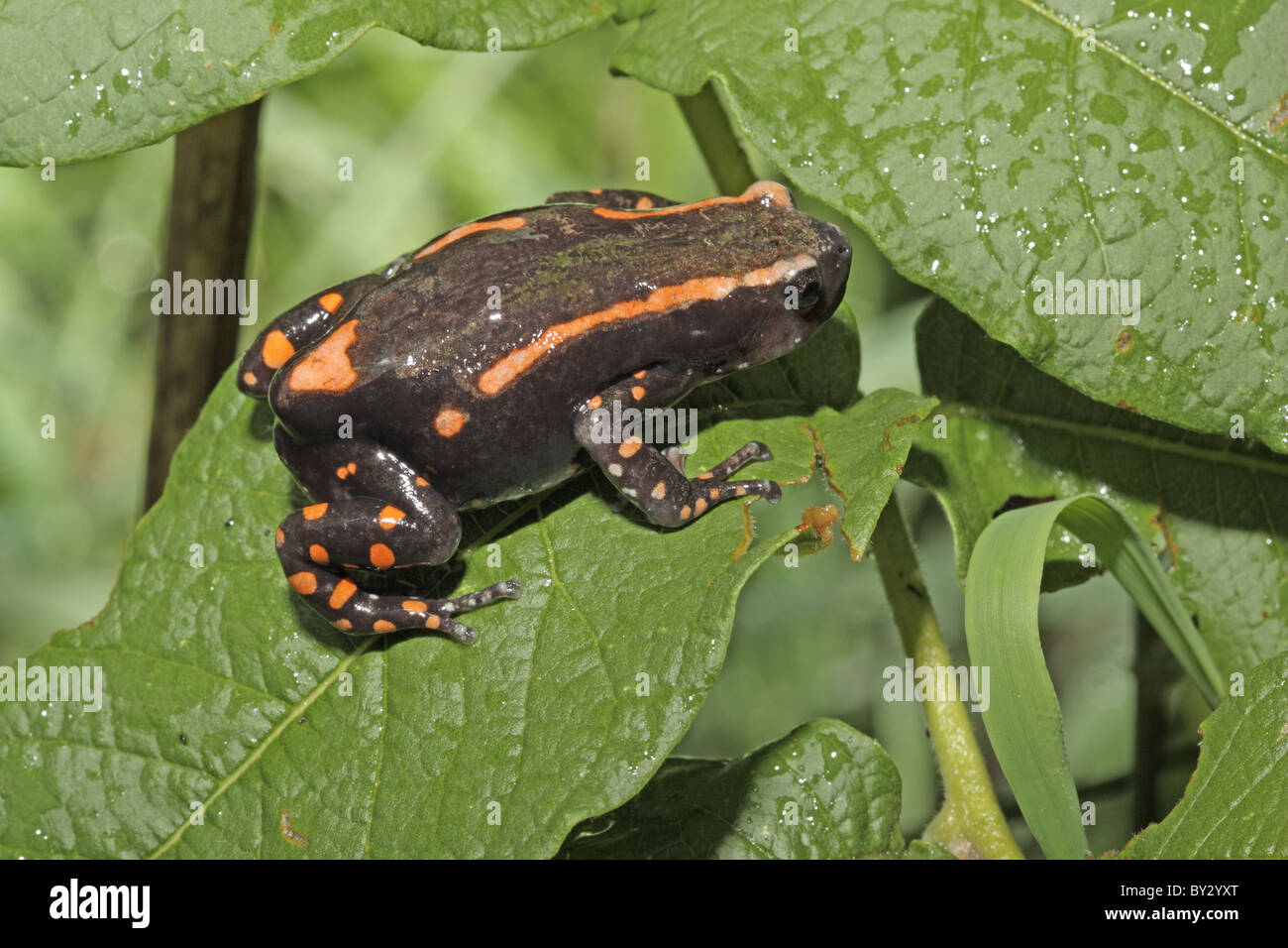 (Red) Banded Rubber Frog, Phrynomantis bifasciatus, at Lagoon Camp ...