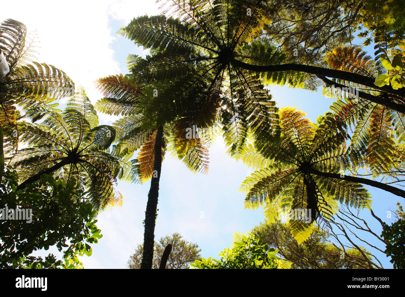 Ponga tree hi-res stock photography and images - Alamy