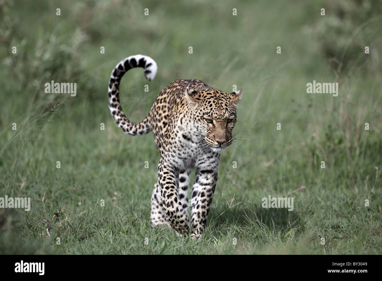 Leopard Panthera Pardus Stalking Prey High Resolution Stock Photography ...