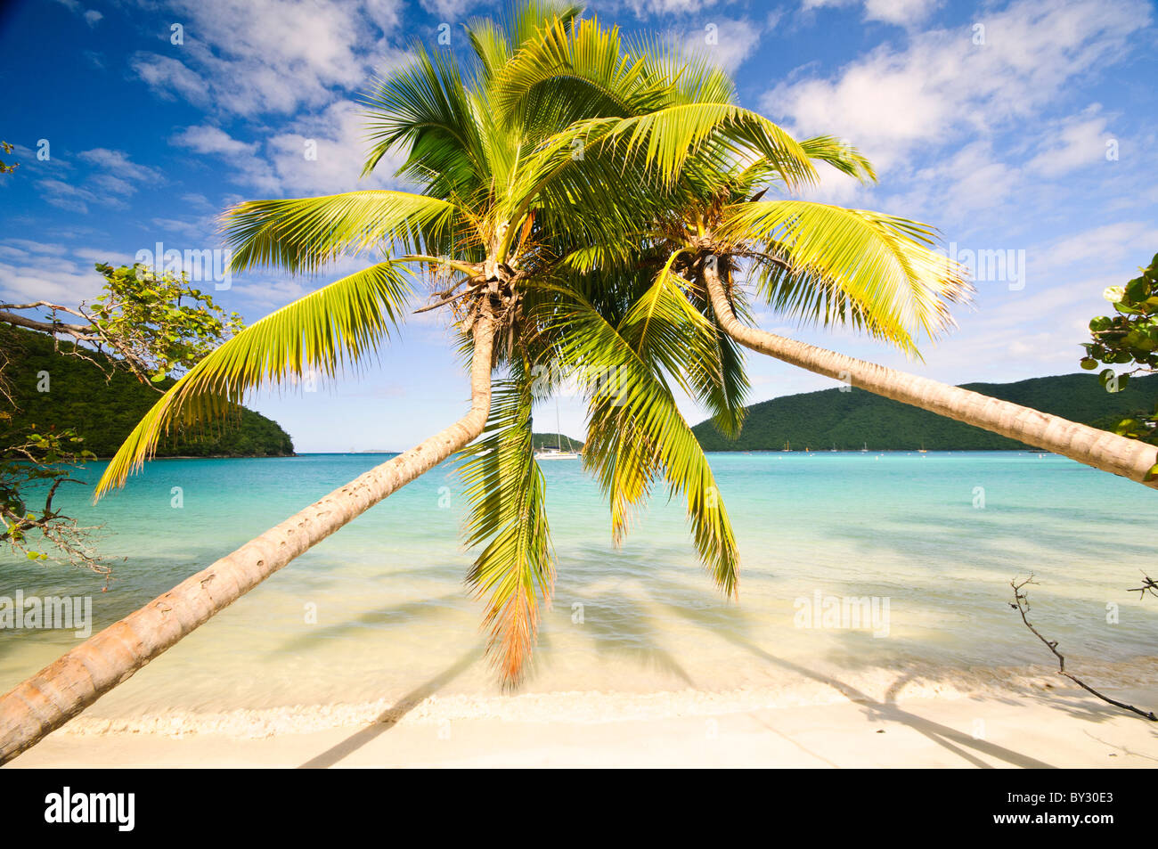Palm trees palms beach paradise island islands tropical hi-res stock ...