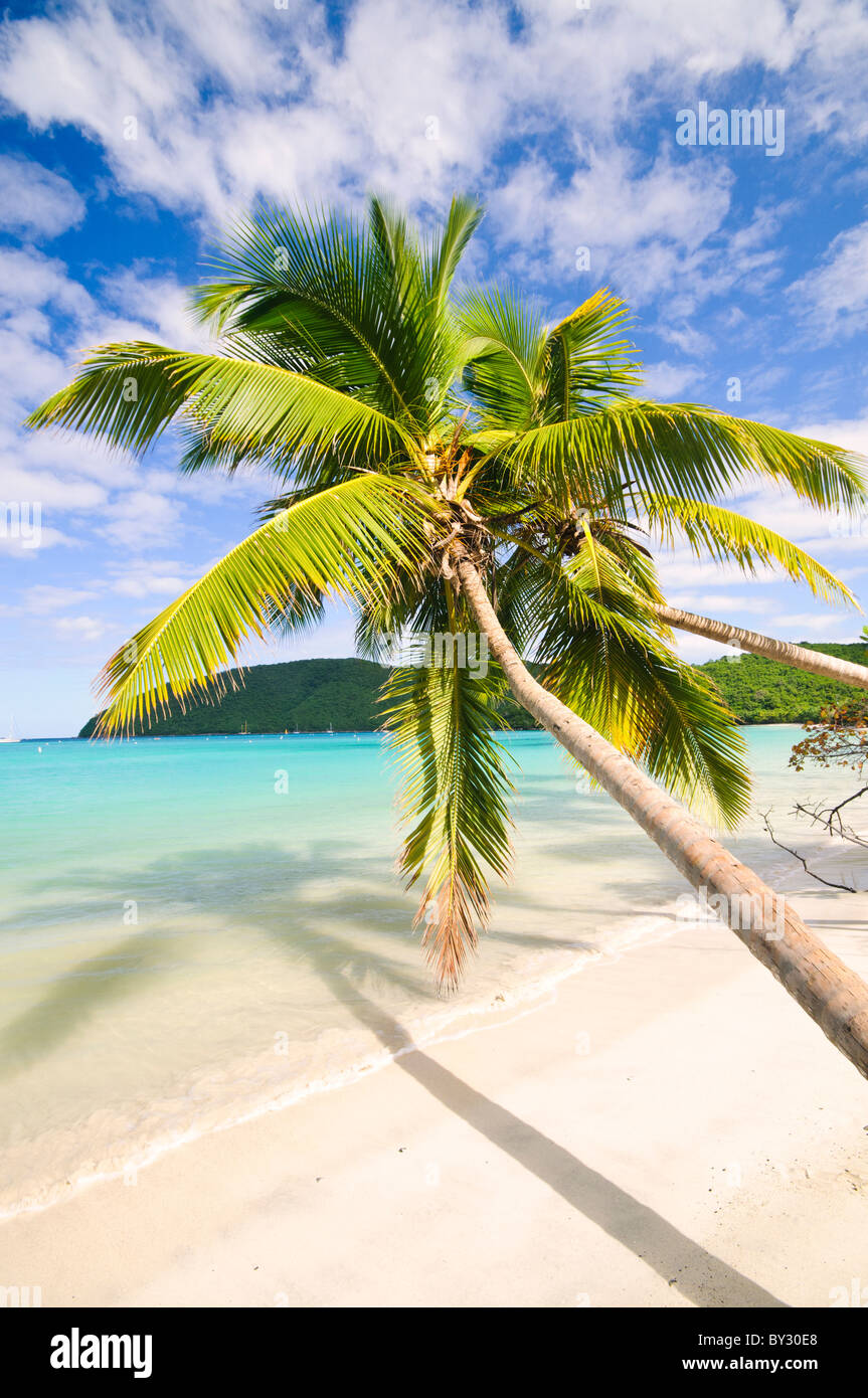 Trees Of The Us Virgin Islands US Virgin Islands Itinerary: 7 Days In