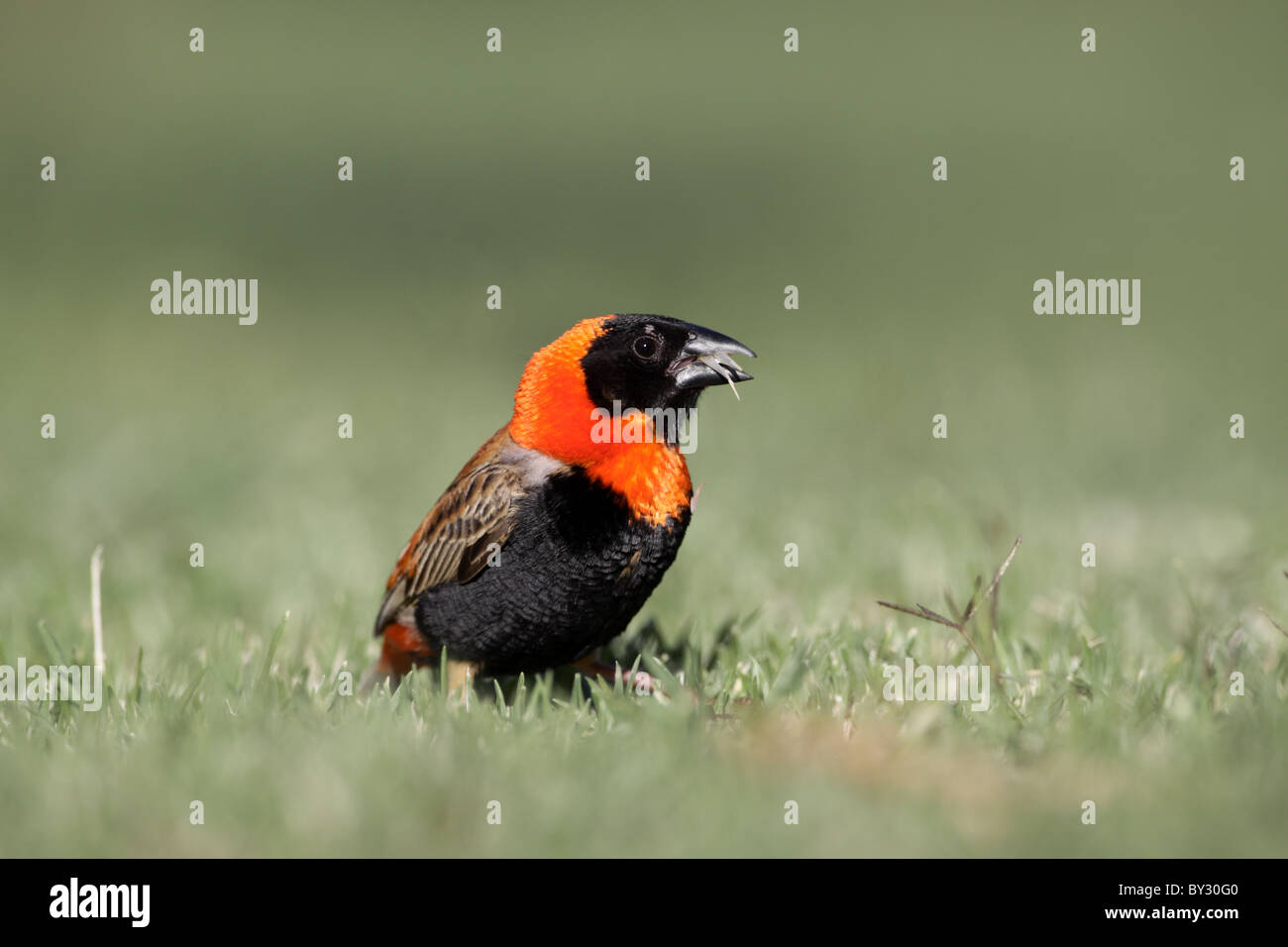 Southern Red Bishop, Euplectes orix, breeding plumage male feeding on ...
