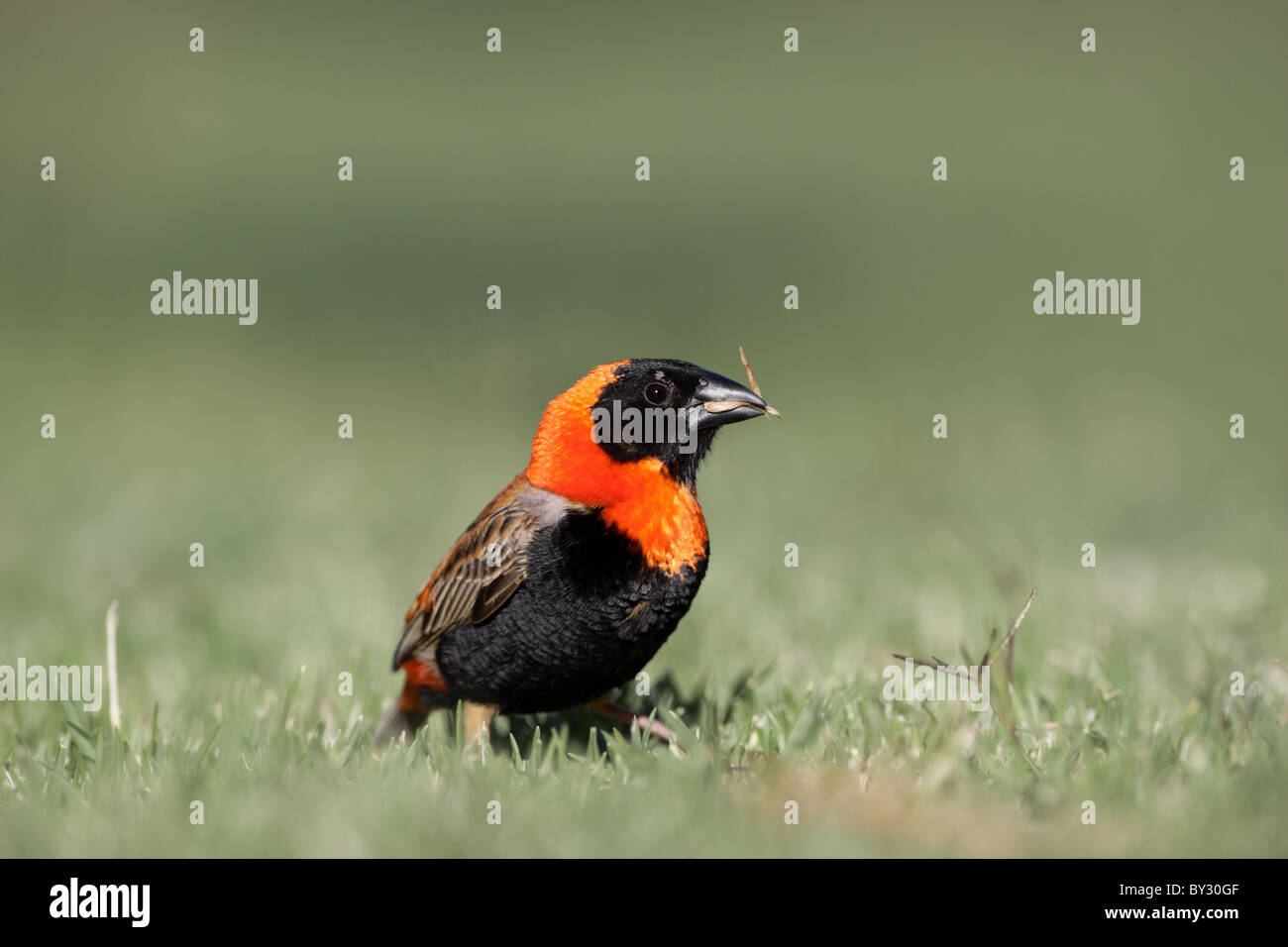 Red bishop hi-res stock photography and images - Alamy