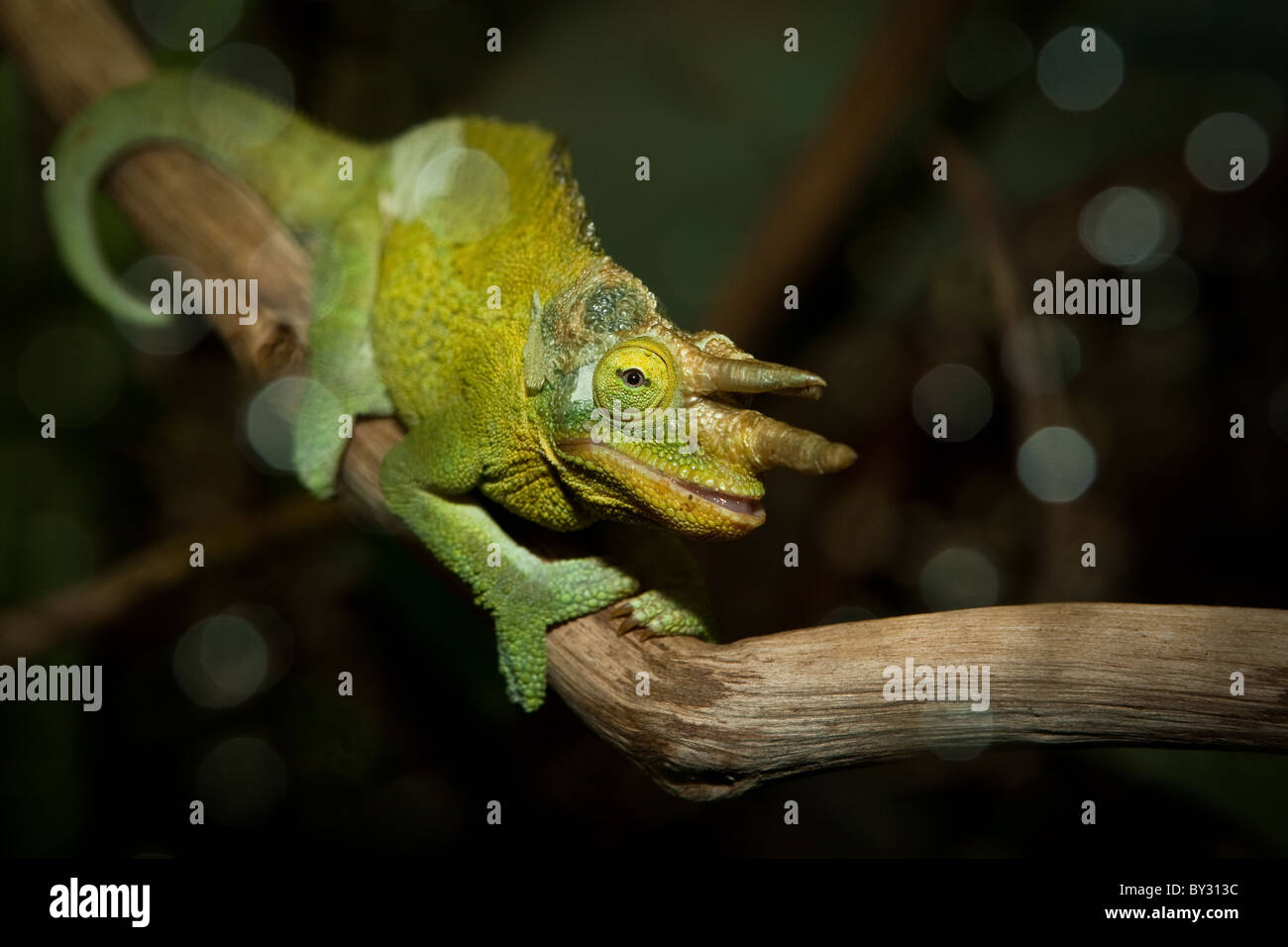 A Jackson's Chameleon at Sydney's Taronga zoo Stock Photo - Alamy