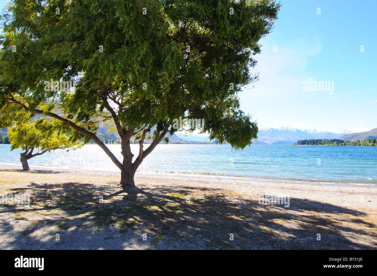 Willows trees hi-res stock photography and images - Alamy