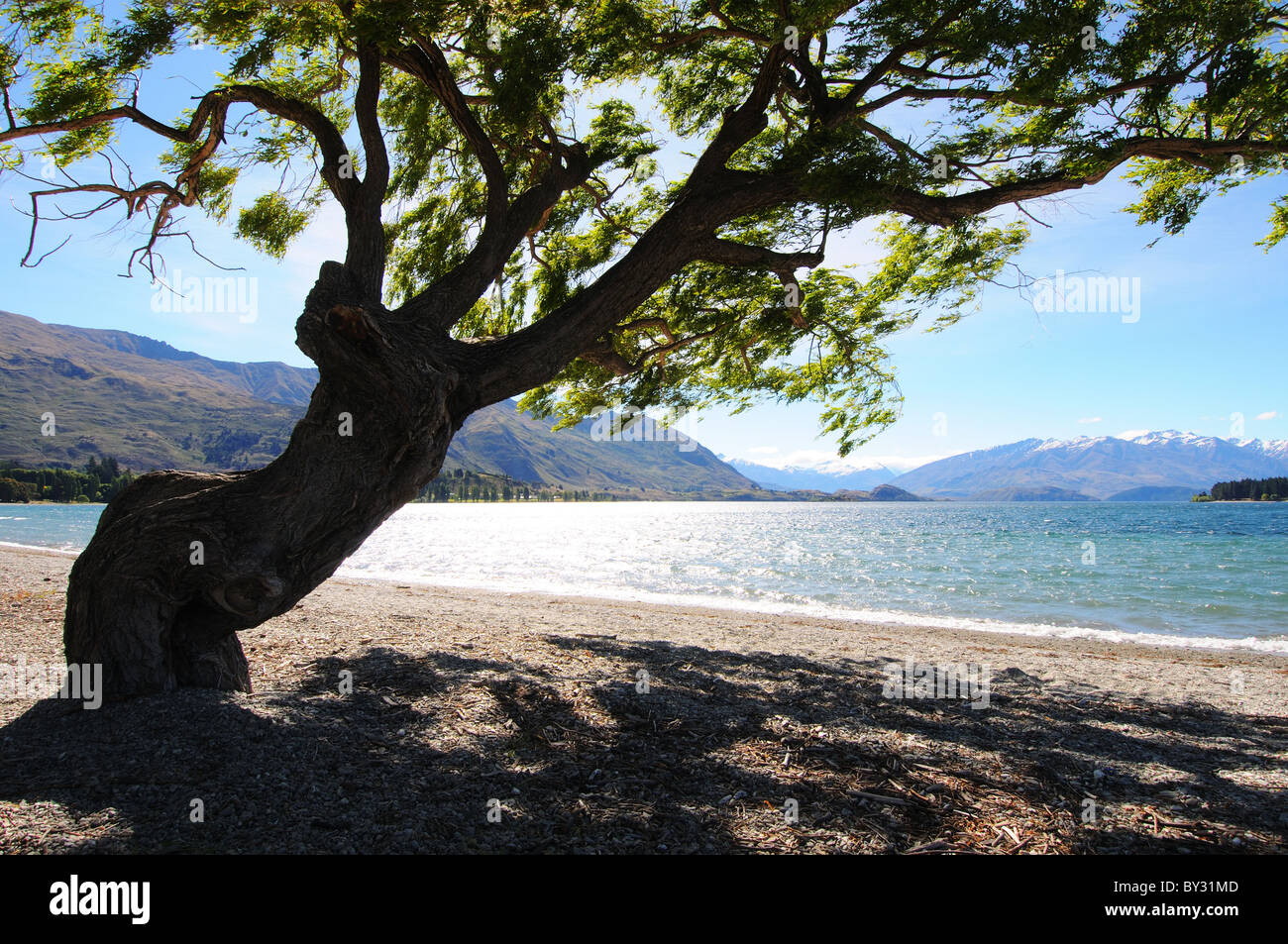Willow trees in the beach of Lake Wanaka in New Zealand Stock Photo - Alamy