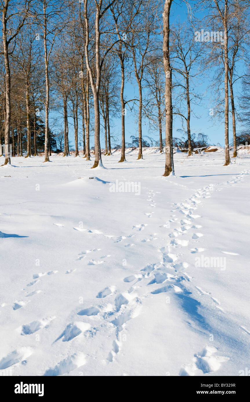 Footprints in snow leading towards clump of trees, Dartmoor, Devon UK ...
