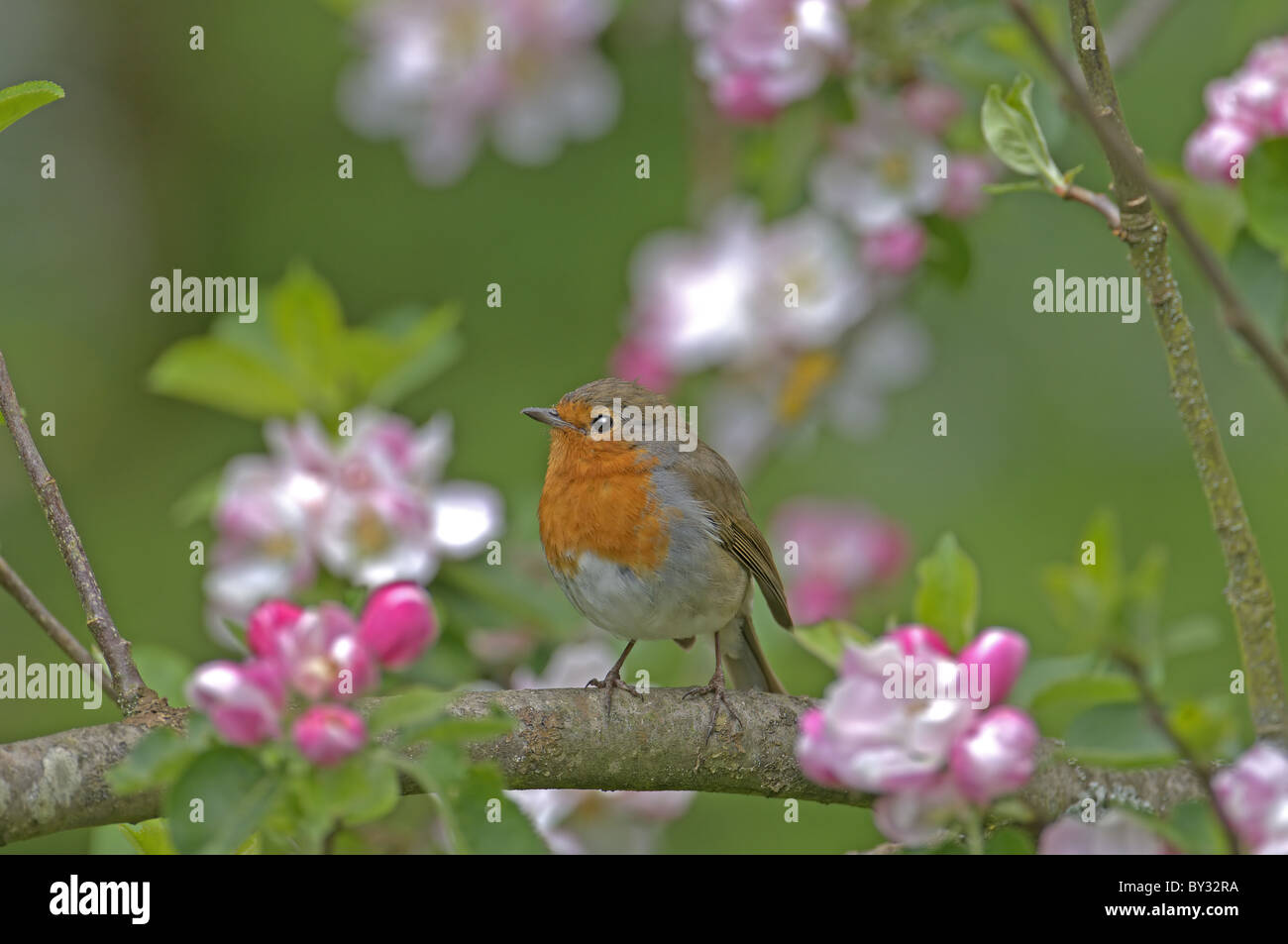 Robin in blossom tree hi-res stock photography and images - Alamy