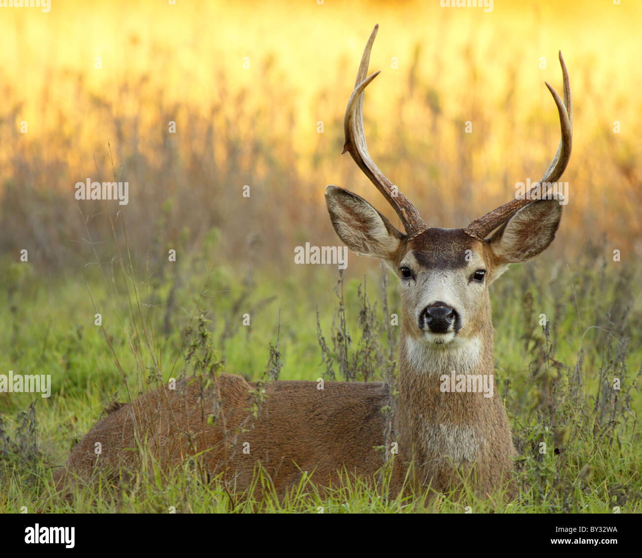 Sleep deer hi-res stock photography and images - Alamy