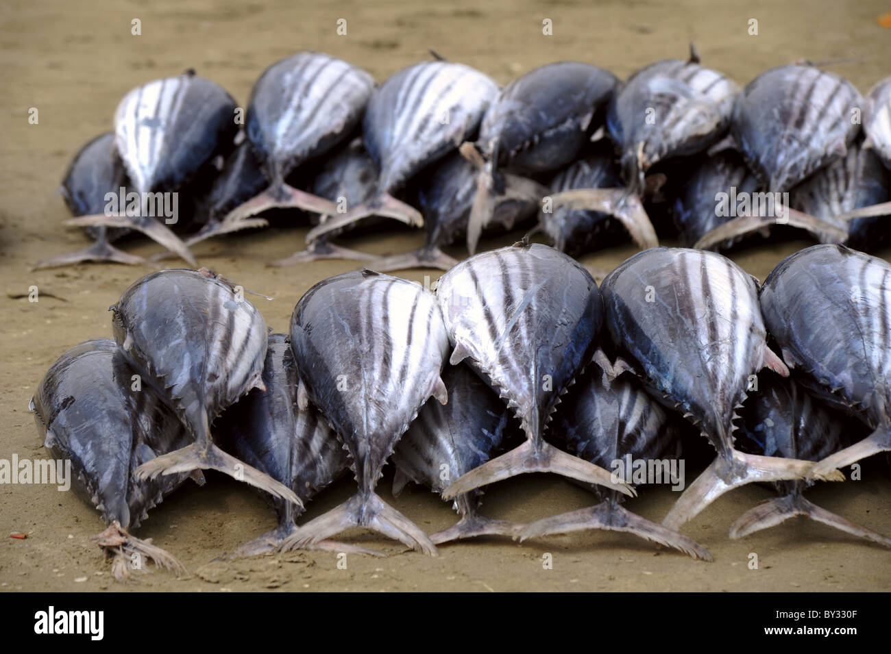 Fresh tuna, at the fish market Stock Photo - Alamy