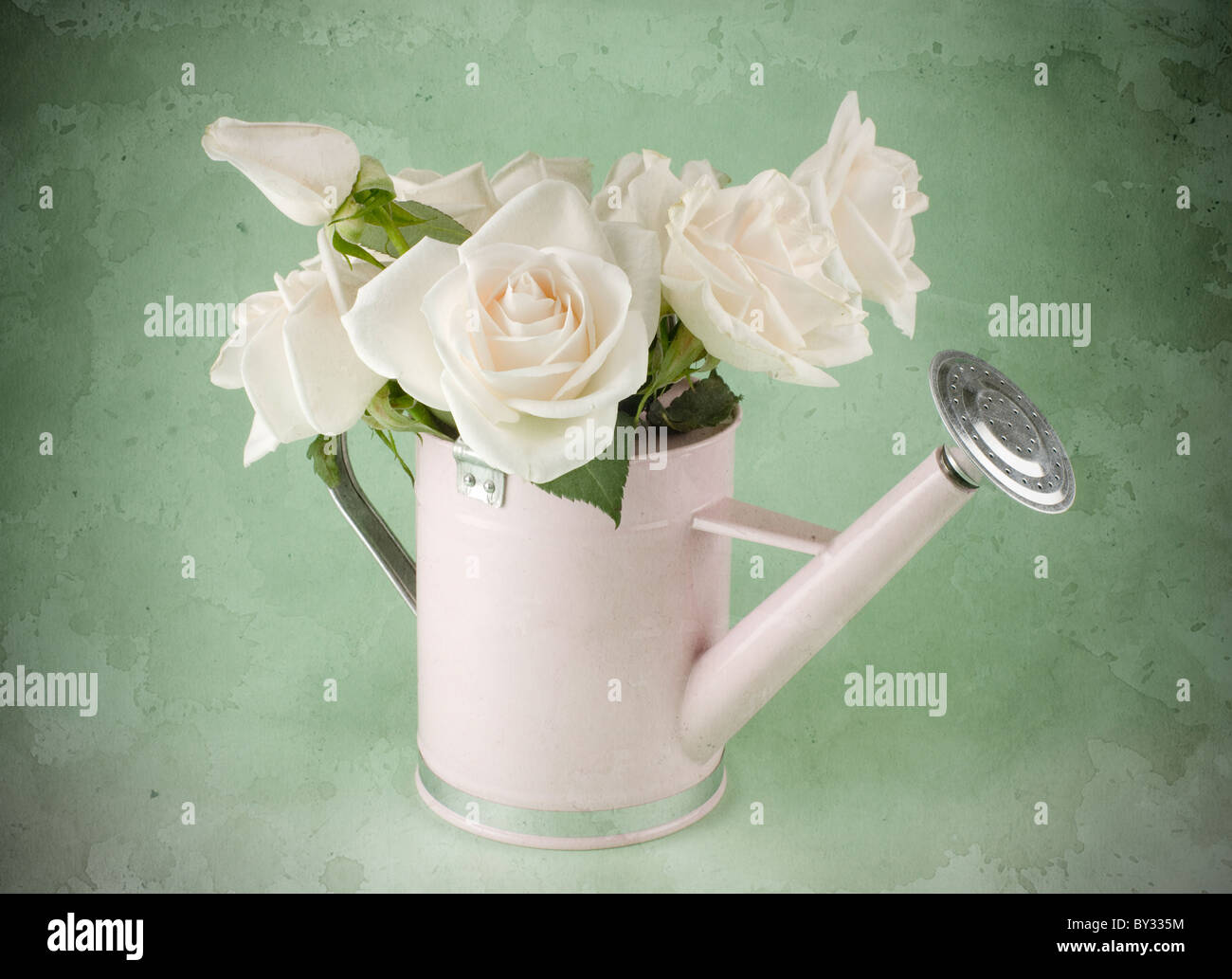 Garden watering can with cream roses Stock Photo - Alamy