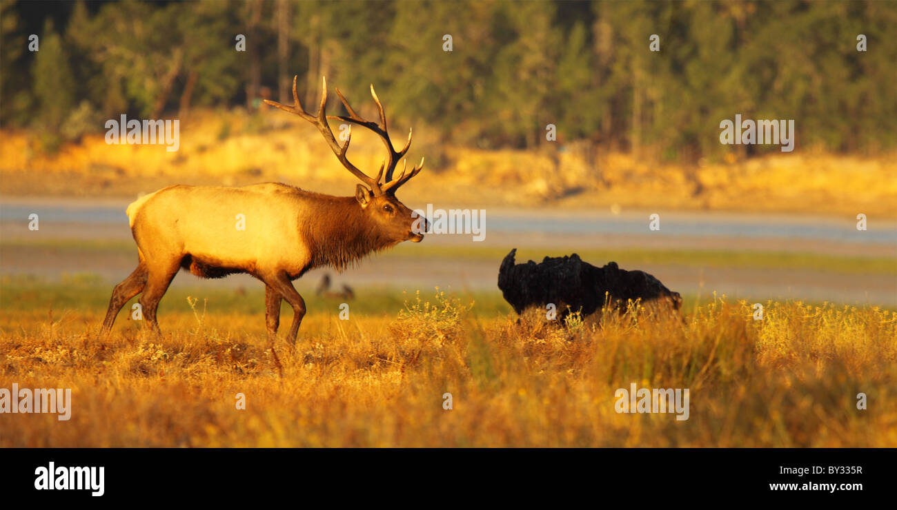 A Tule Elk bull bugling with a long view Stock Photo - Alamy