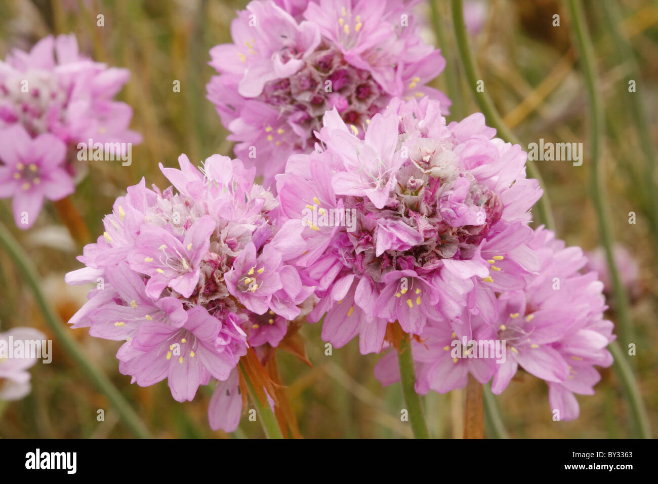 Thrift flowers hi-res stock photography and images - Alamy