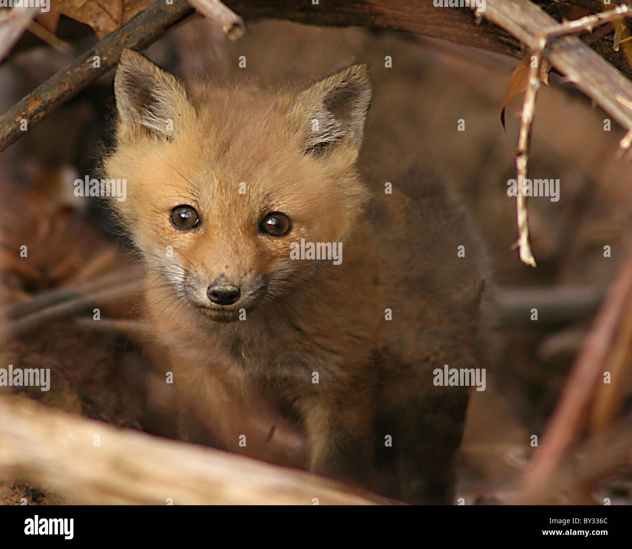 Rascally hi-res stock photography and images - Alamy