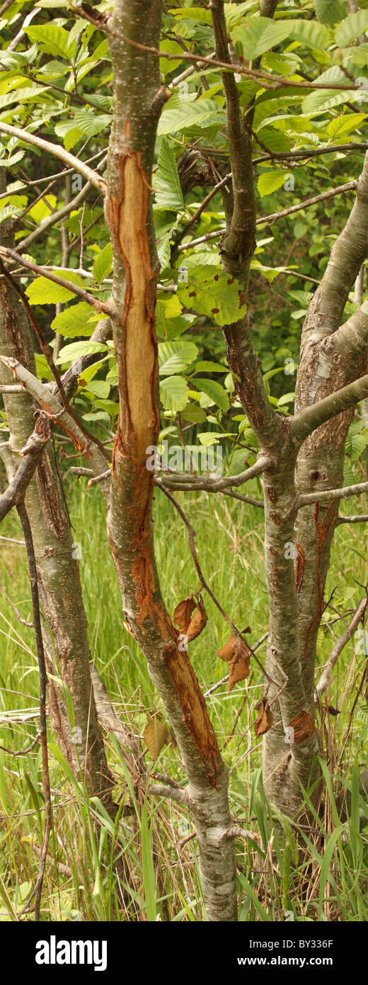 Incisor Scrapes from Roosevelt Elk on trees in Redwood National Park ...