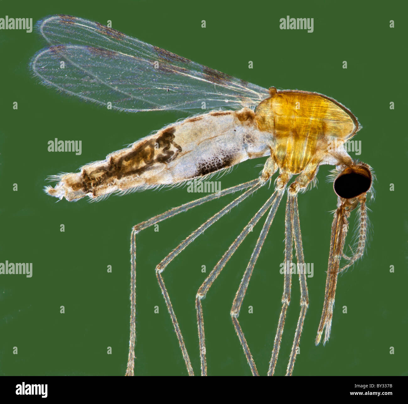 Anopheles Gambiae Microscope