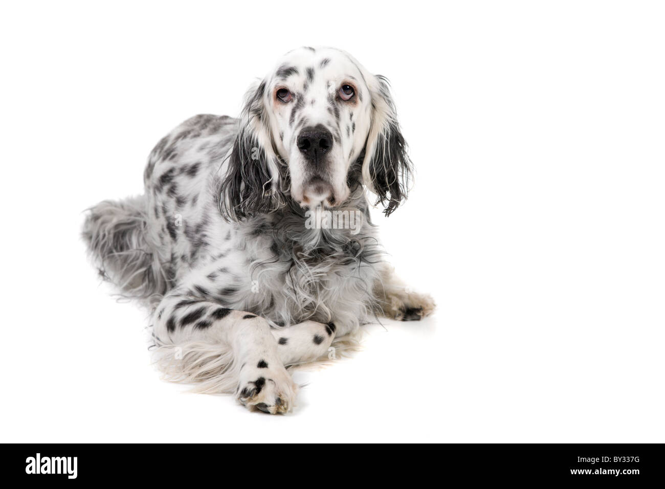 English setter Cut Out Stock Images & Pictures - Alamy