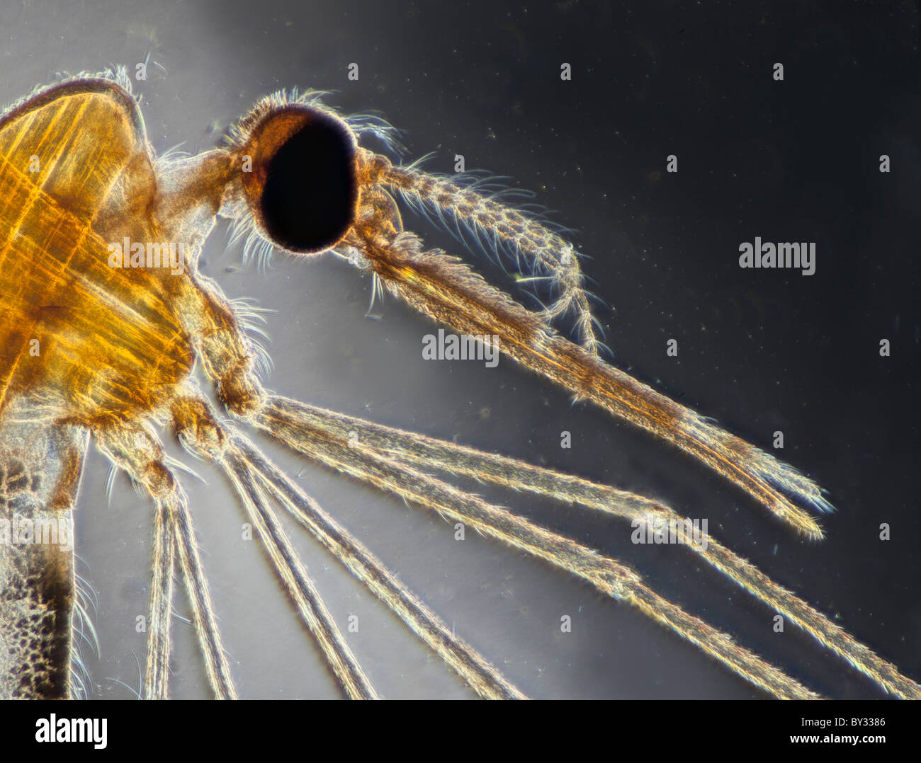Darkfield photomicrograph of an Anopheles mosquito adult Stock Photo ...