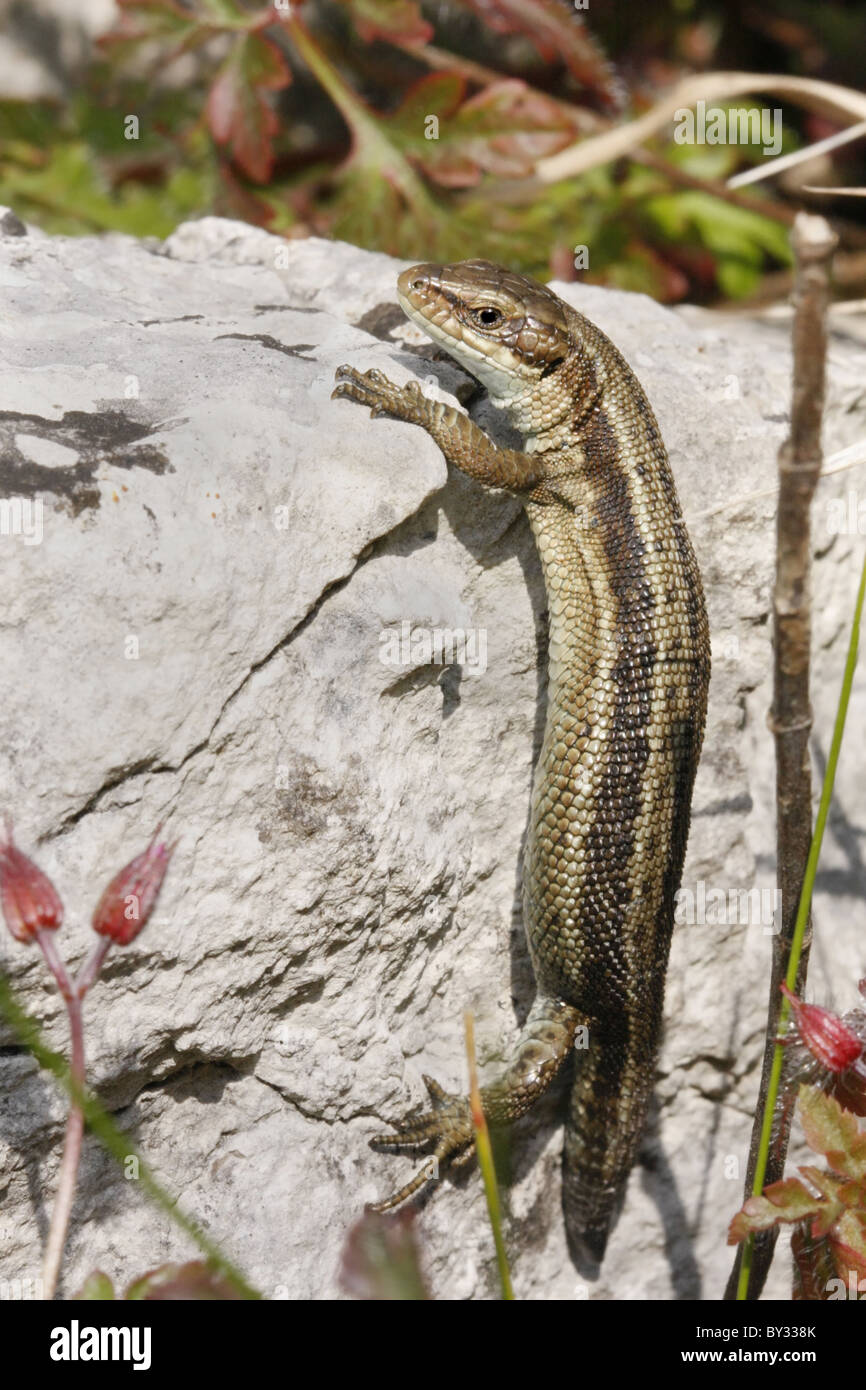 Common Lizard showing a regrown tail Stock Photo - Alamy
