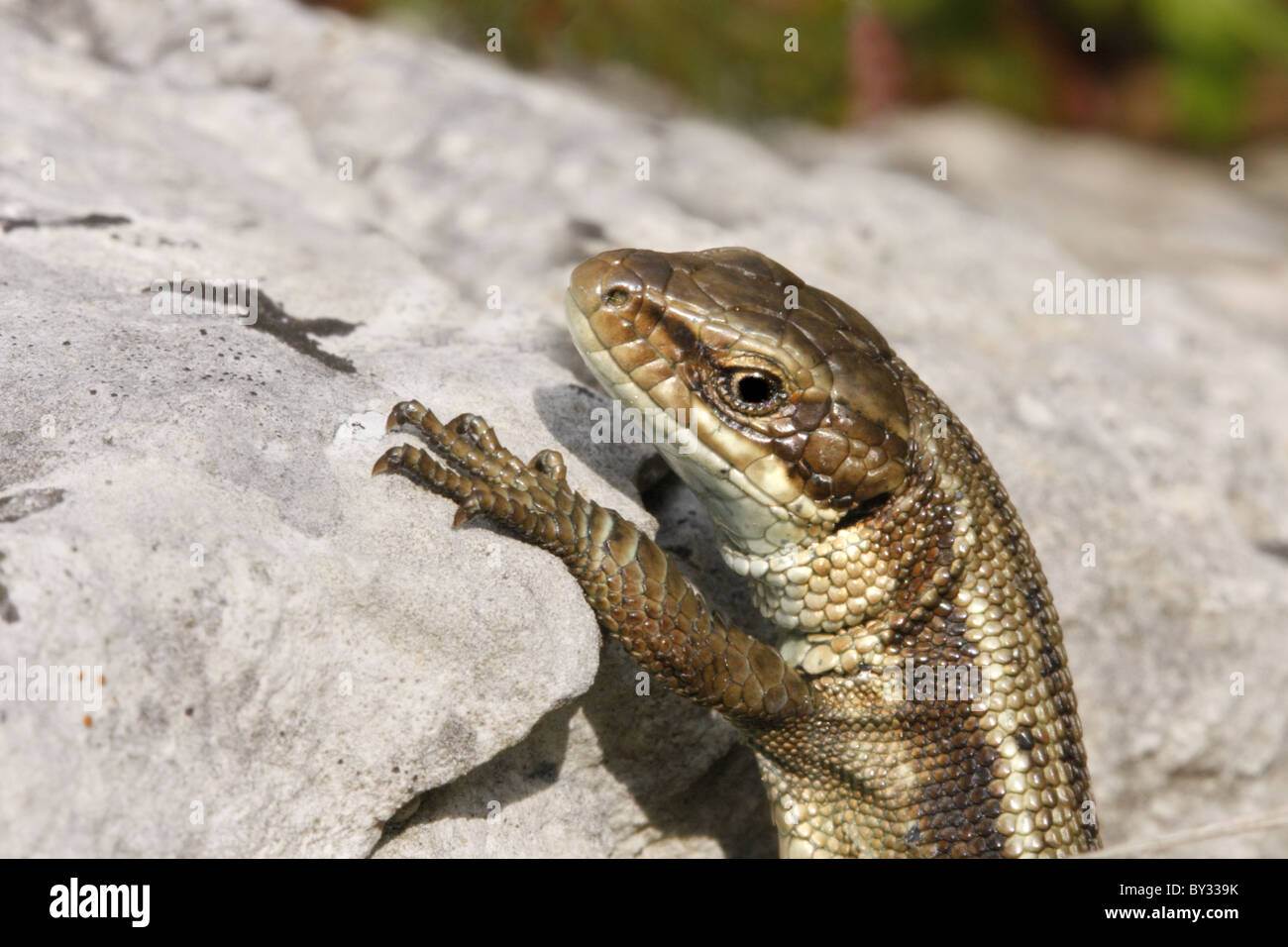 Rock common quarry hi-res stock photography and images - Alamy