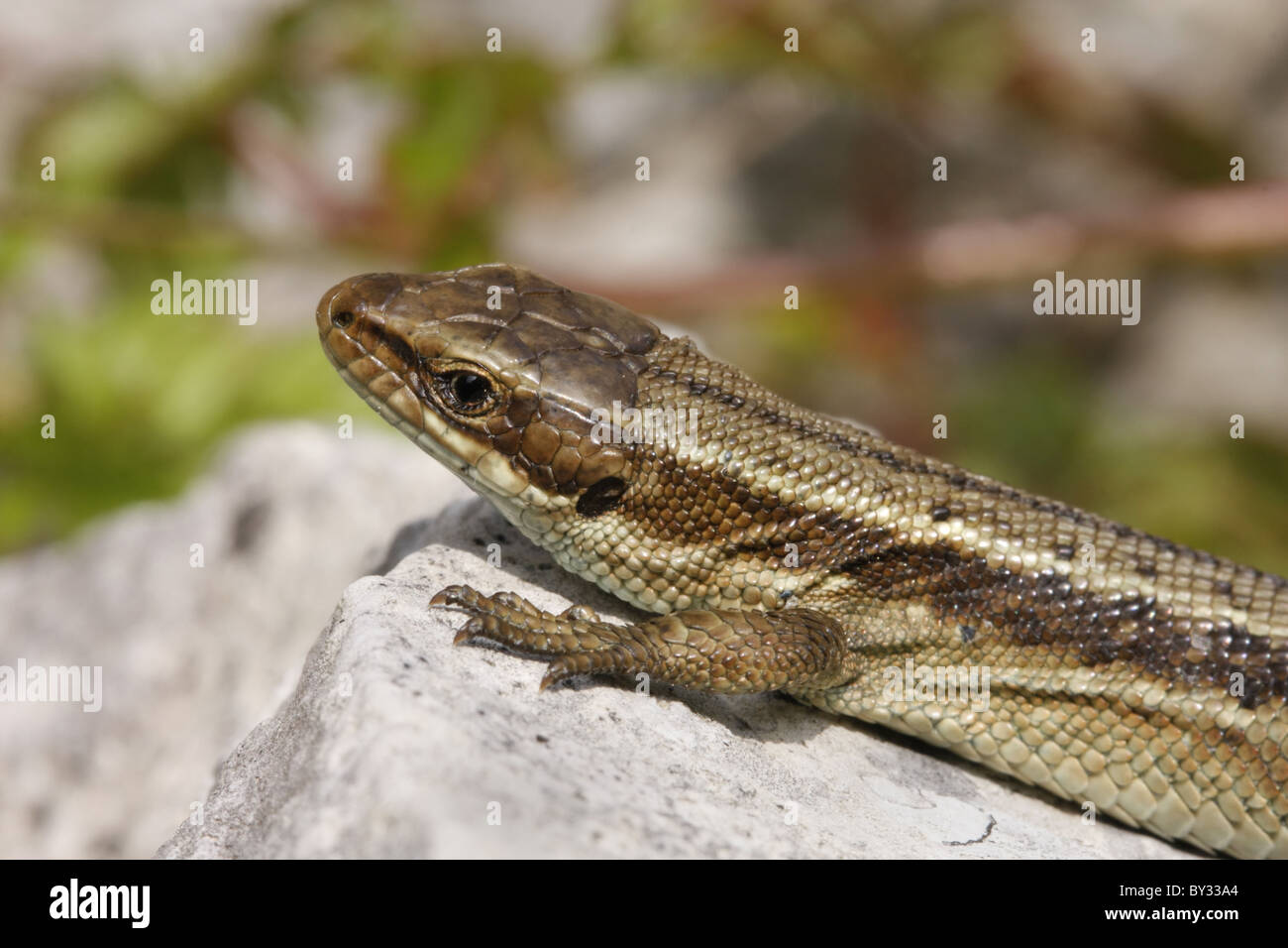 Rock common quarry hi-res stock photography and images - Alamy