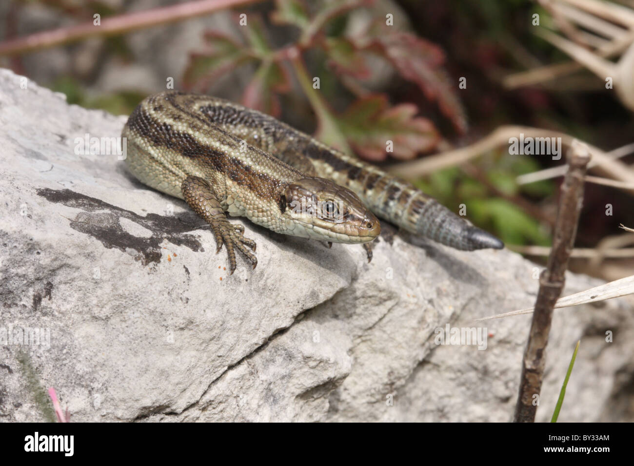 Rock common quarry hi-res stock photography and images - Alamy