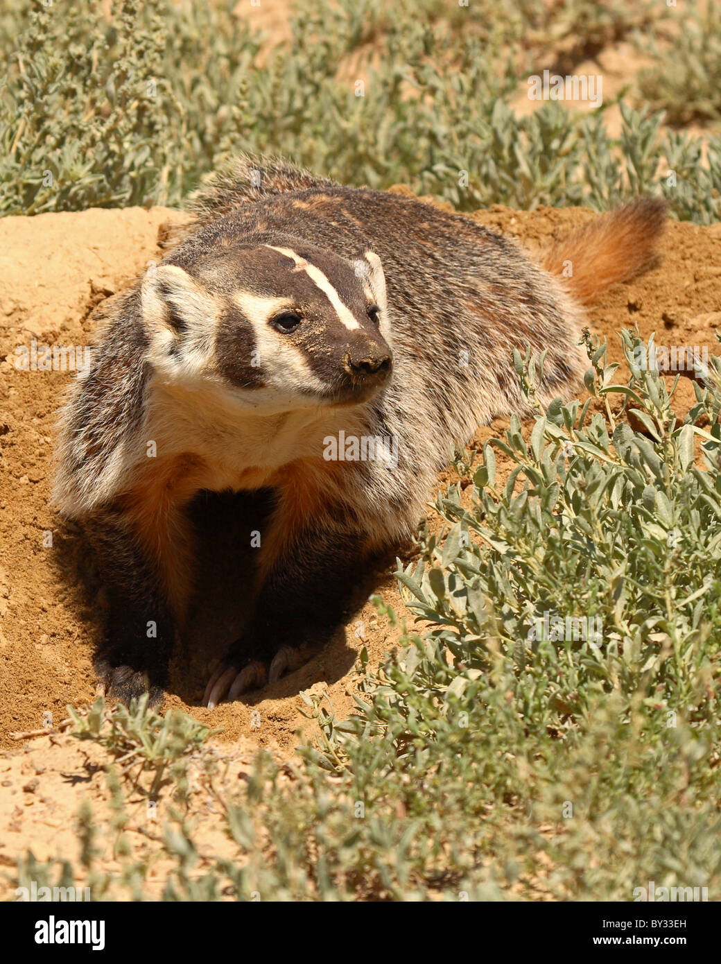 American badger den hi-res stock photography and images - Alamy