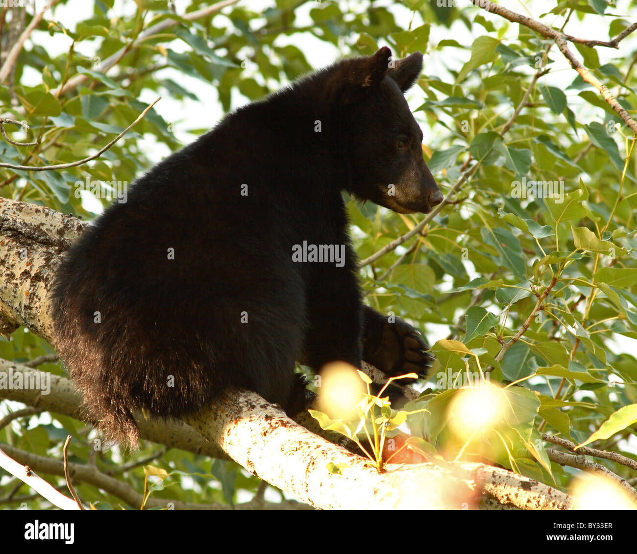 A Black Bear cub playing with it's paw Stock Photo - Alamy