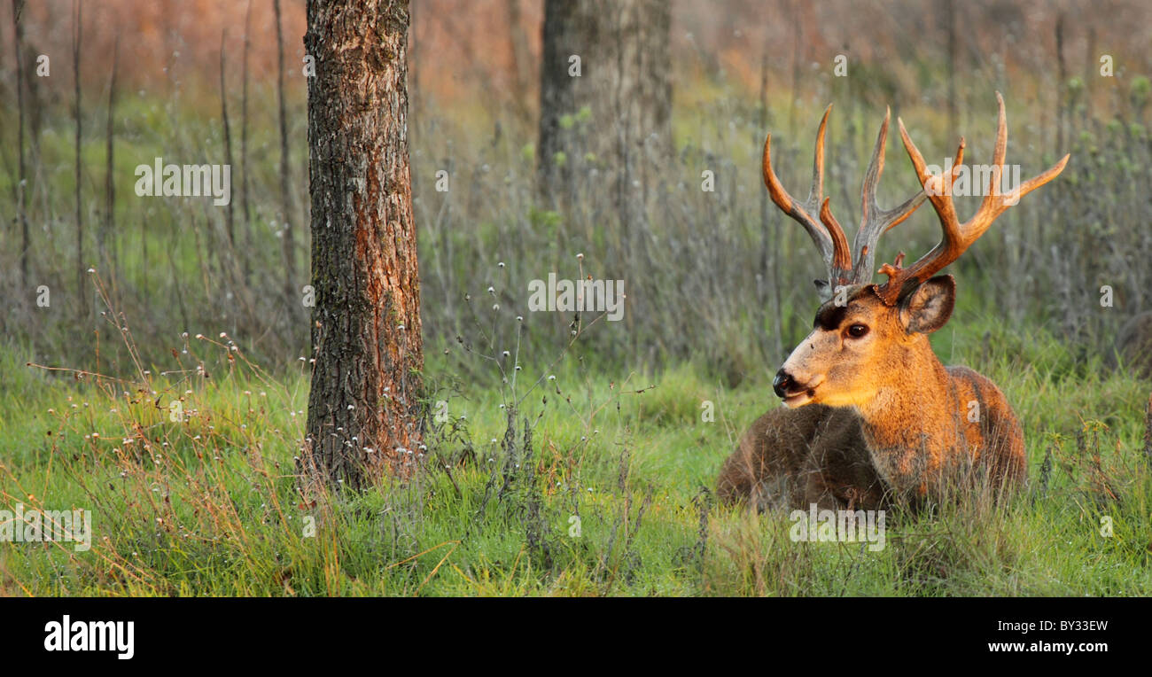 A Black-tailed Deer buck with a long view from it's bed Stock Photo - Alamy