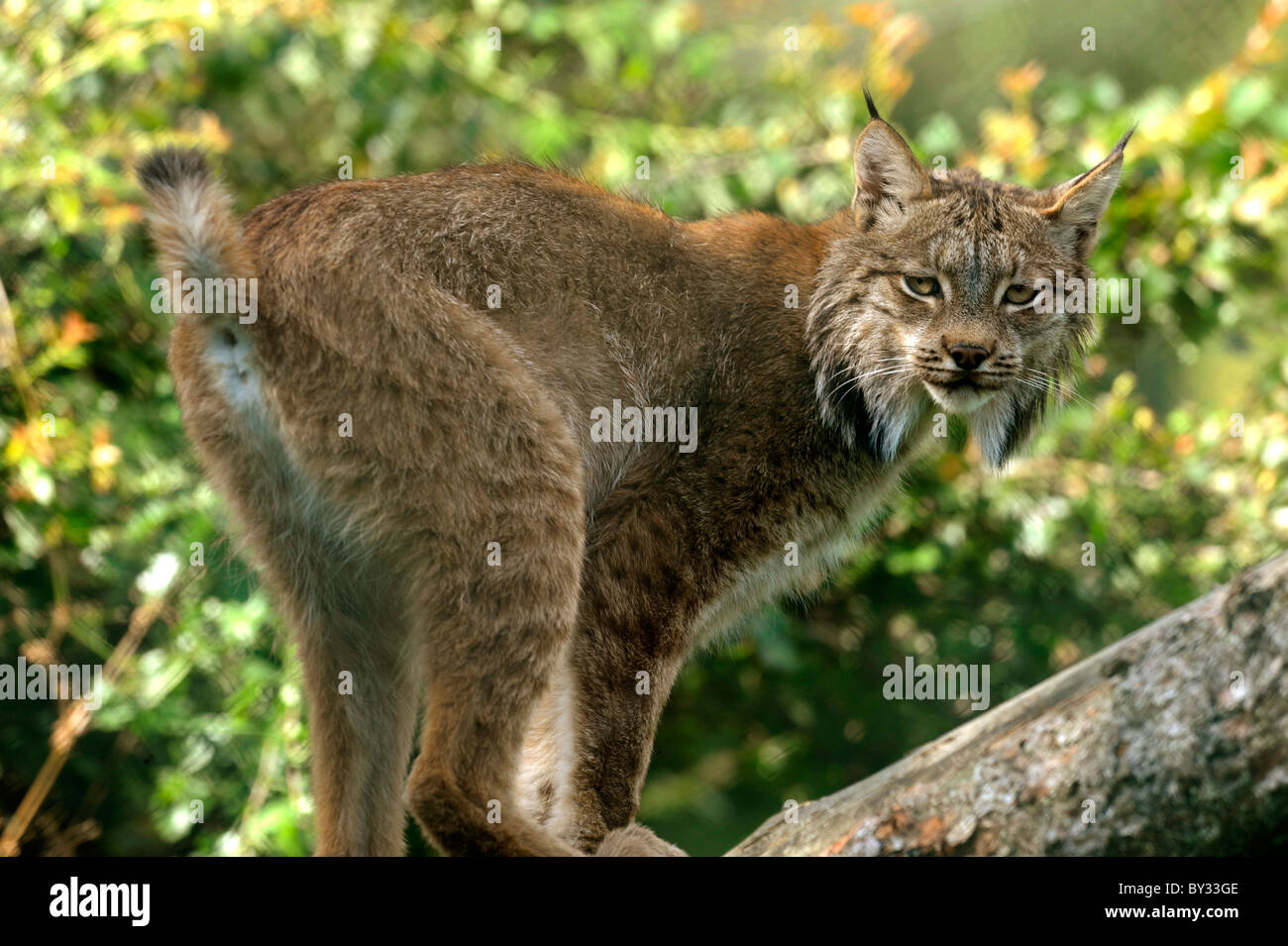 Canadian lynx hi-res stock photography and images - Alamy