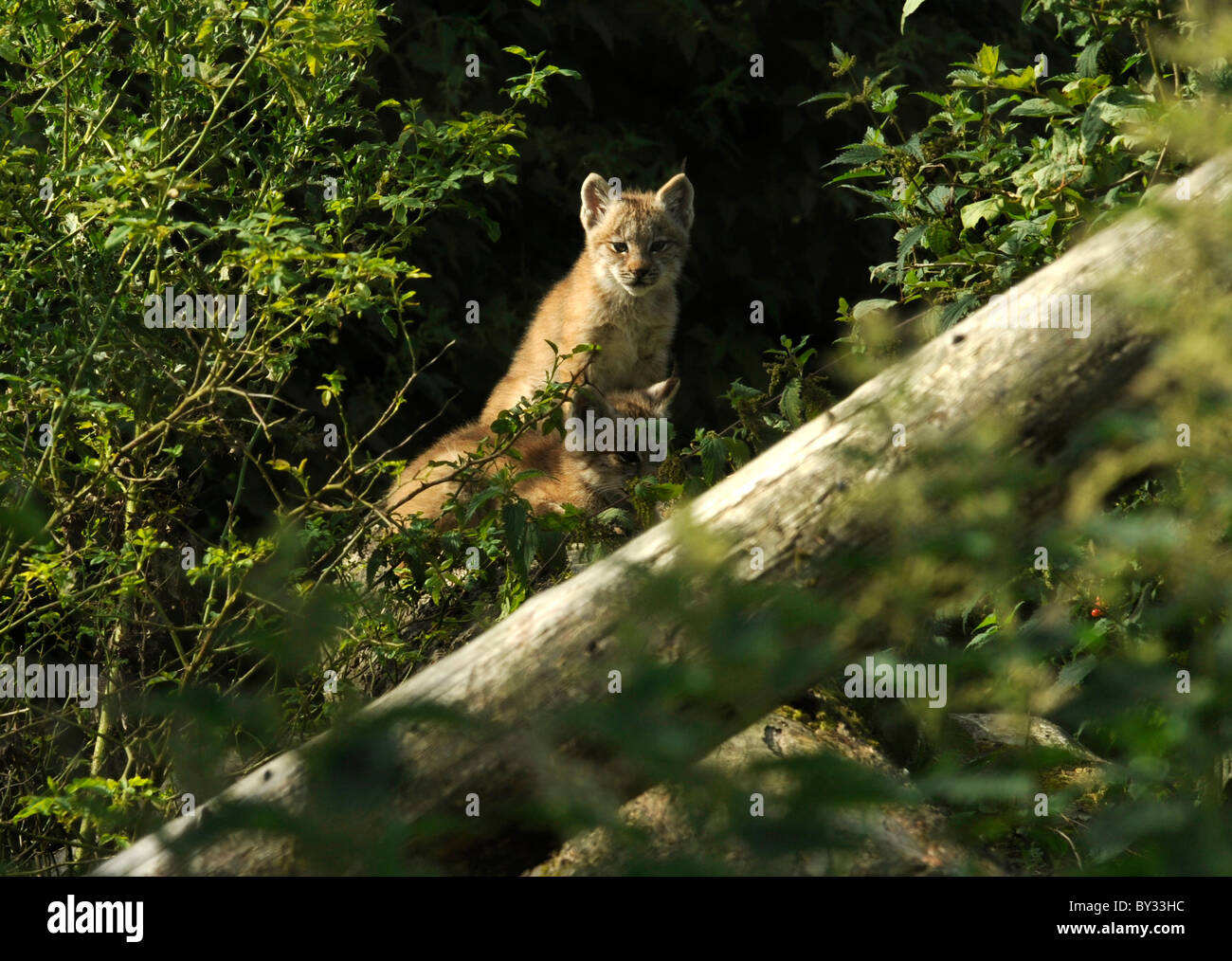 Canadian lynx cubs lynx canadensis hi-res stock photography and images ...