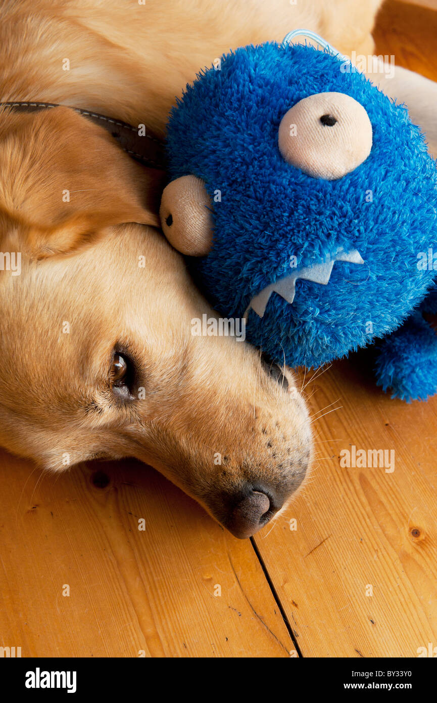 Labrador dog with soft toy Stock Photo - Alamy