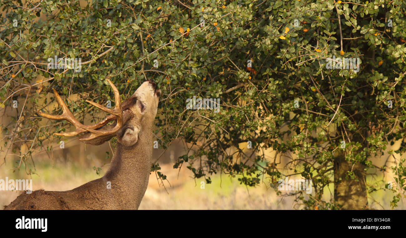 Deer eating tree california hi-res stock photography and images - Alamy