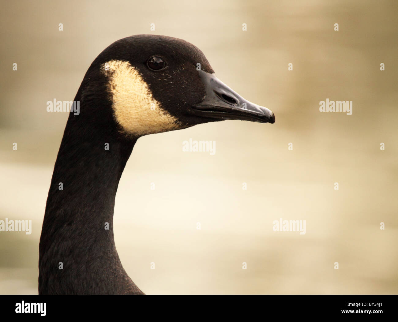 A Canadian Goose curving back Stock Photo - Alamy