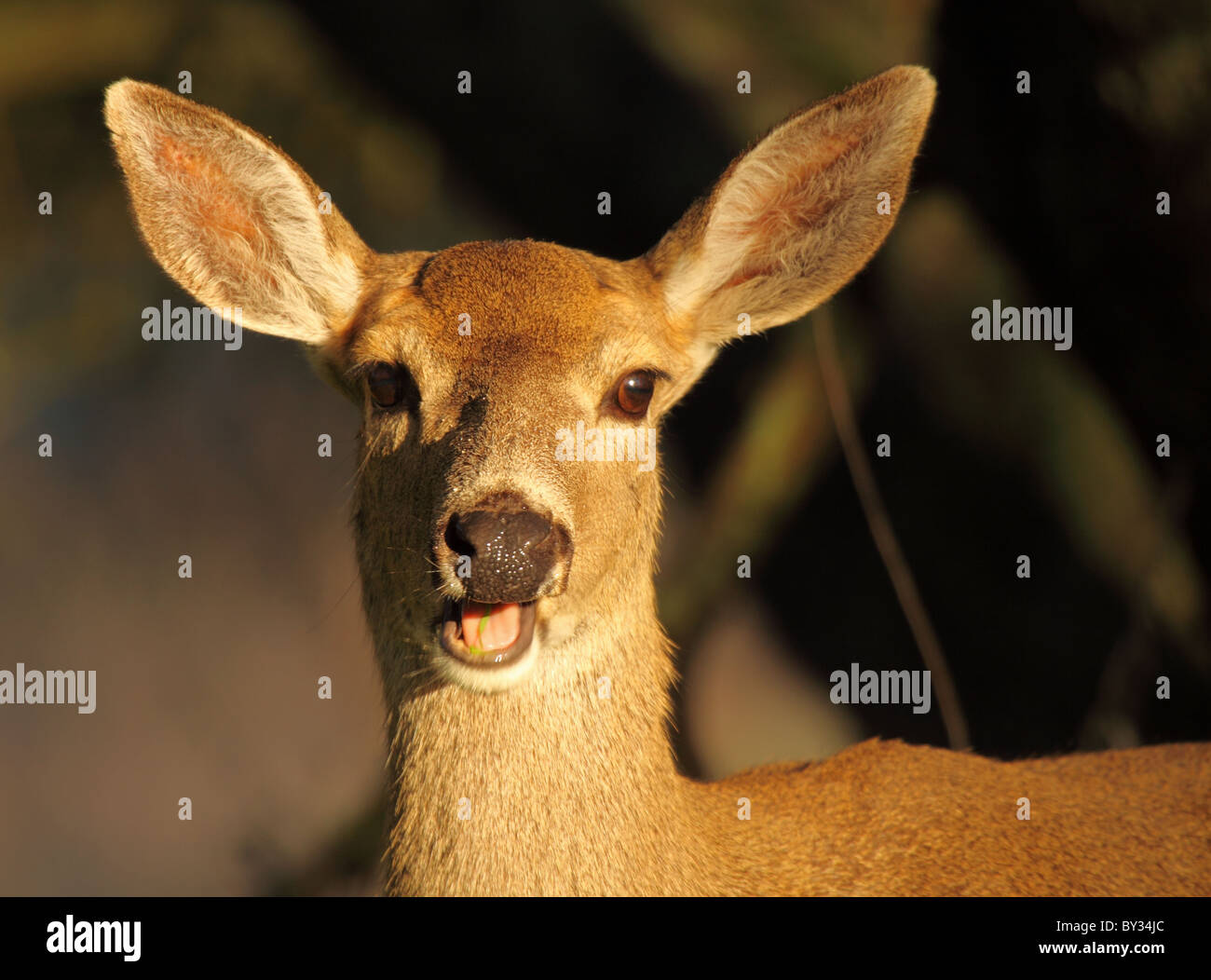 Deer Surprise High Resolution Stock Photography and Images - Alamy