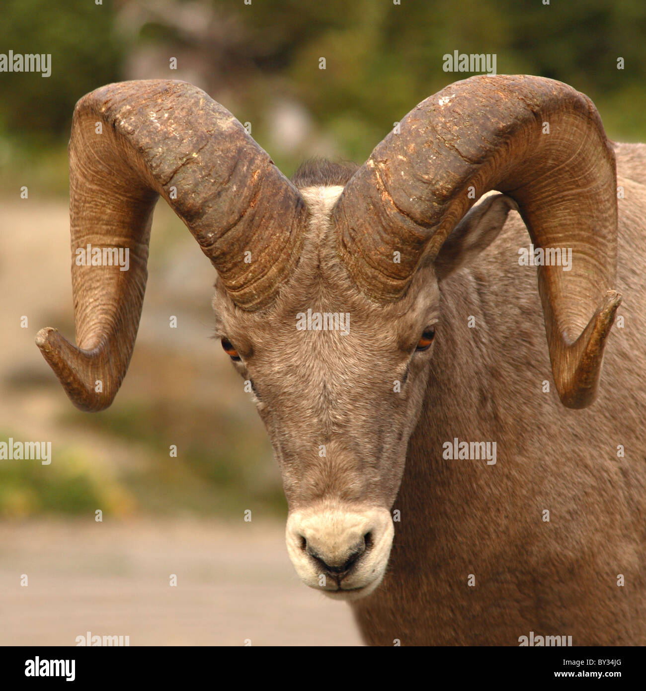 A Bighorn Ram giving a threatening gesture Stock Photo - Alamy