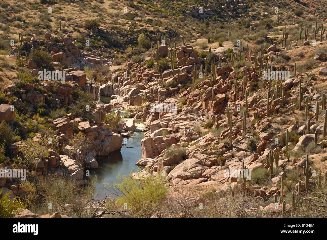 Desert waterhole hi-res stock photography and images - Alamy