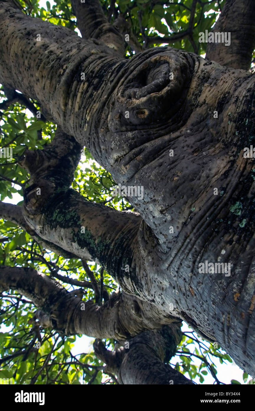 Frangipani tree hi-res stock photography and images - Alamy