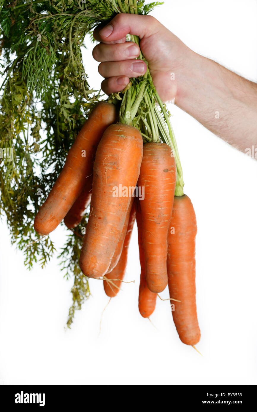Handful of very large carrots Stock Photo - Alamy